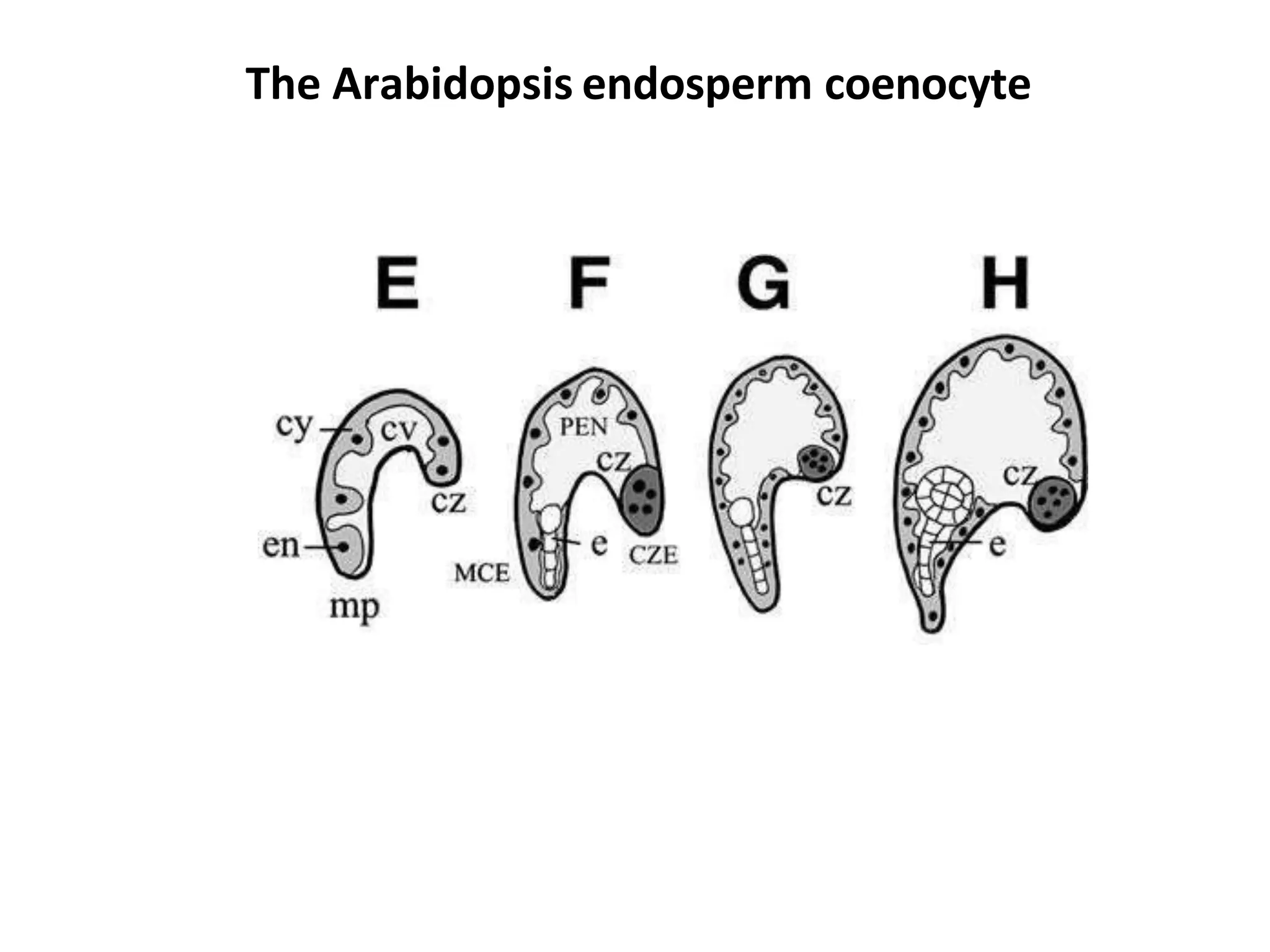 4. Endosperm development_3.pptx with basic terminalogies | PPTX