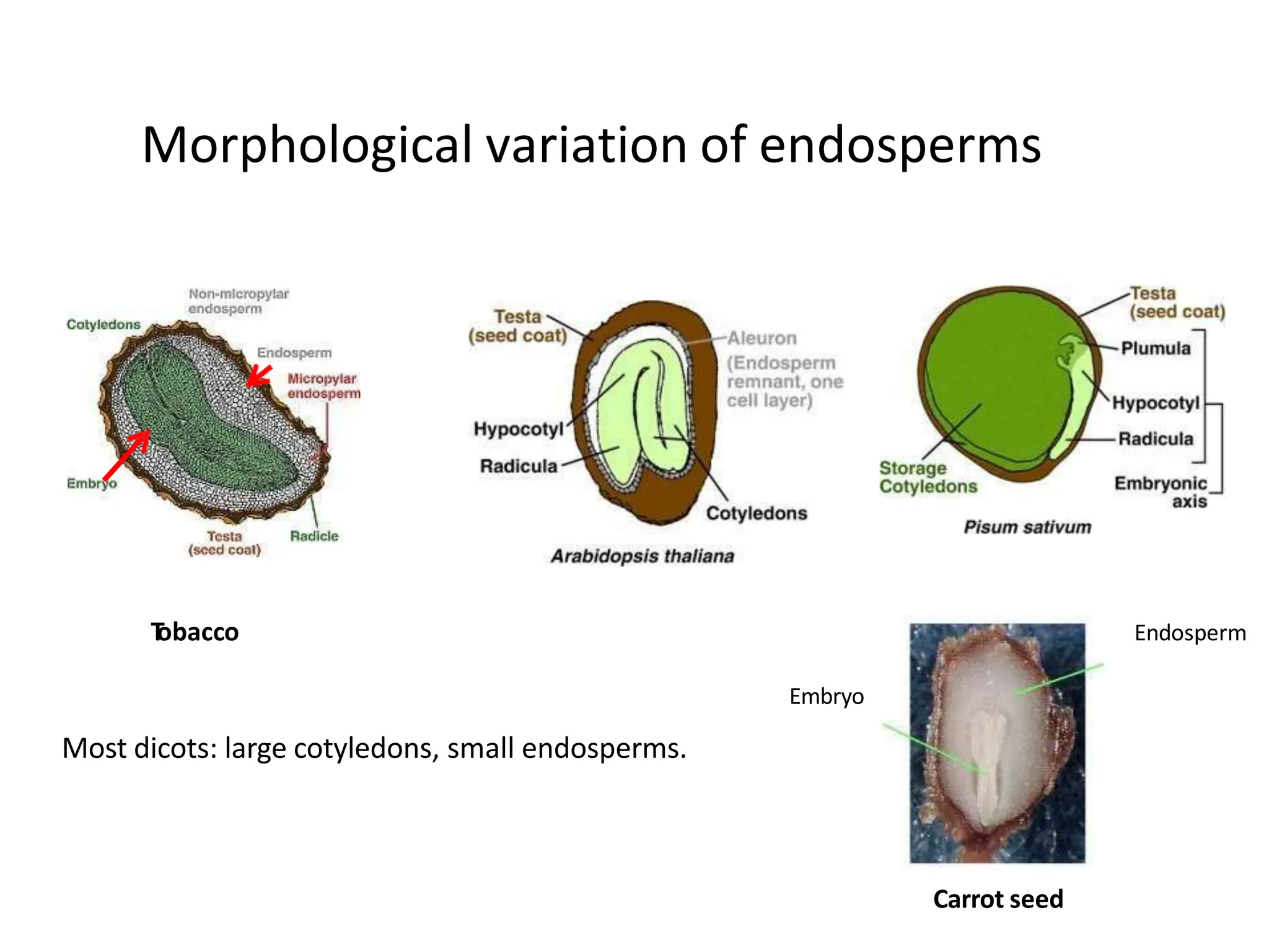 4. Endosperm development_3.pptx with basic terminalogies | PPTX