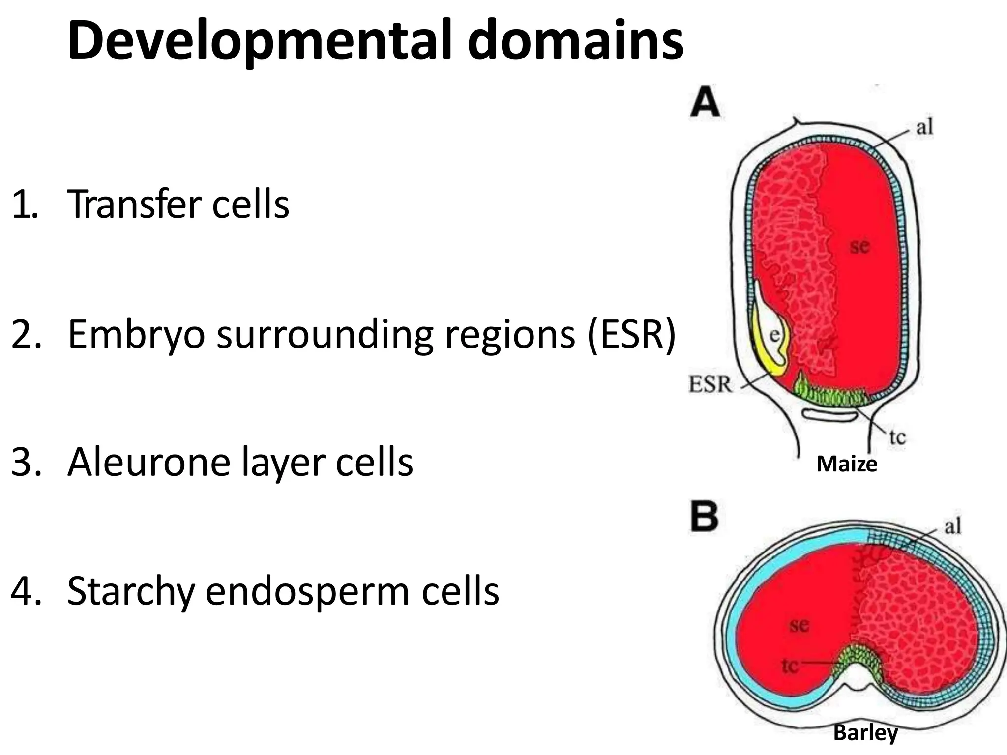 4. Endosperm development_3.pptx with basic terminalogies | PPTX