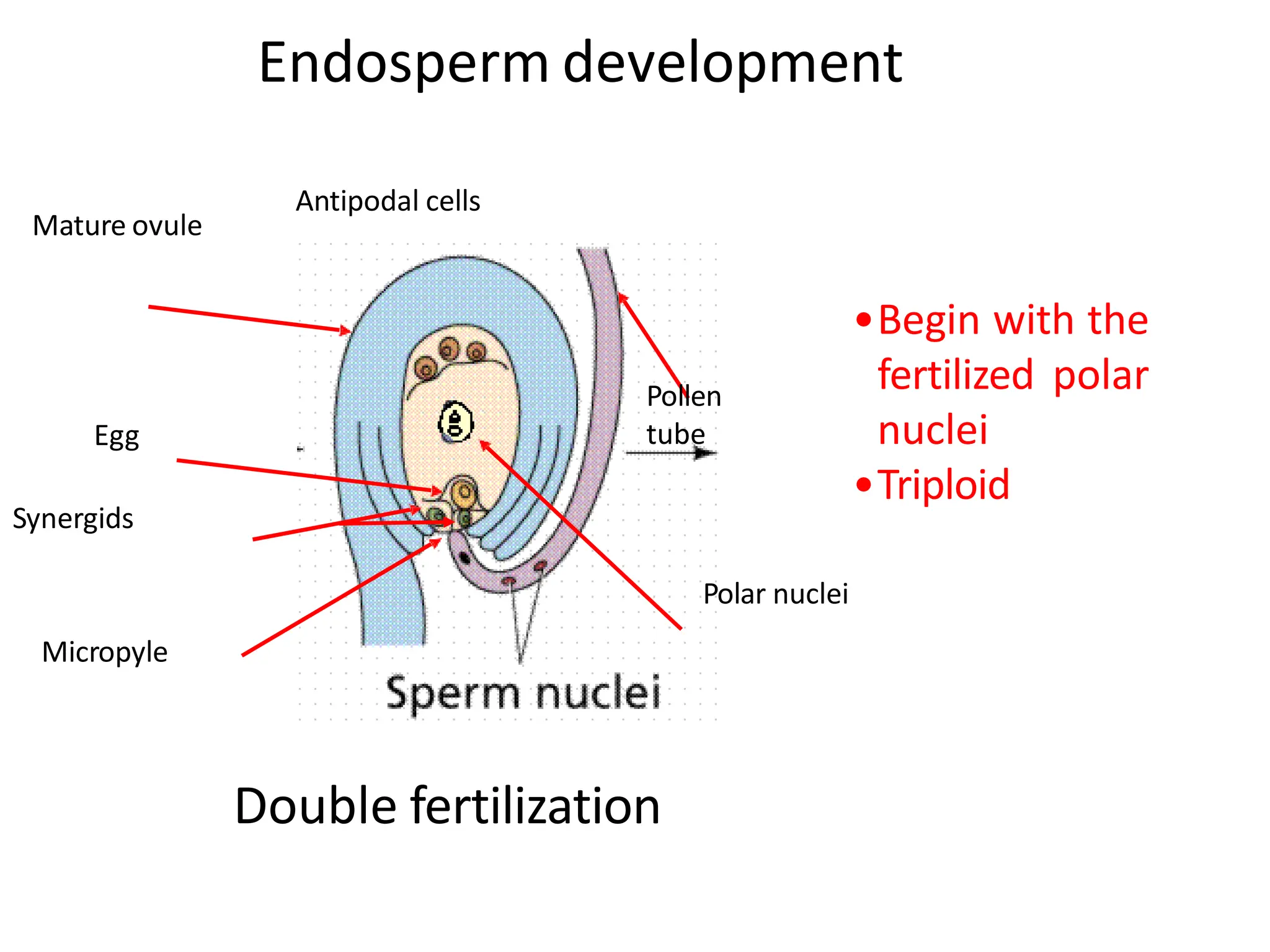 4. Endosperm development_3.pptx with basic terminalogies | PPTX