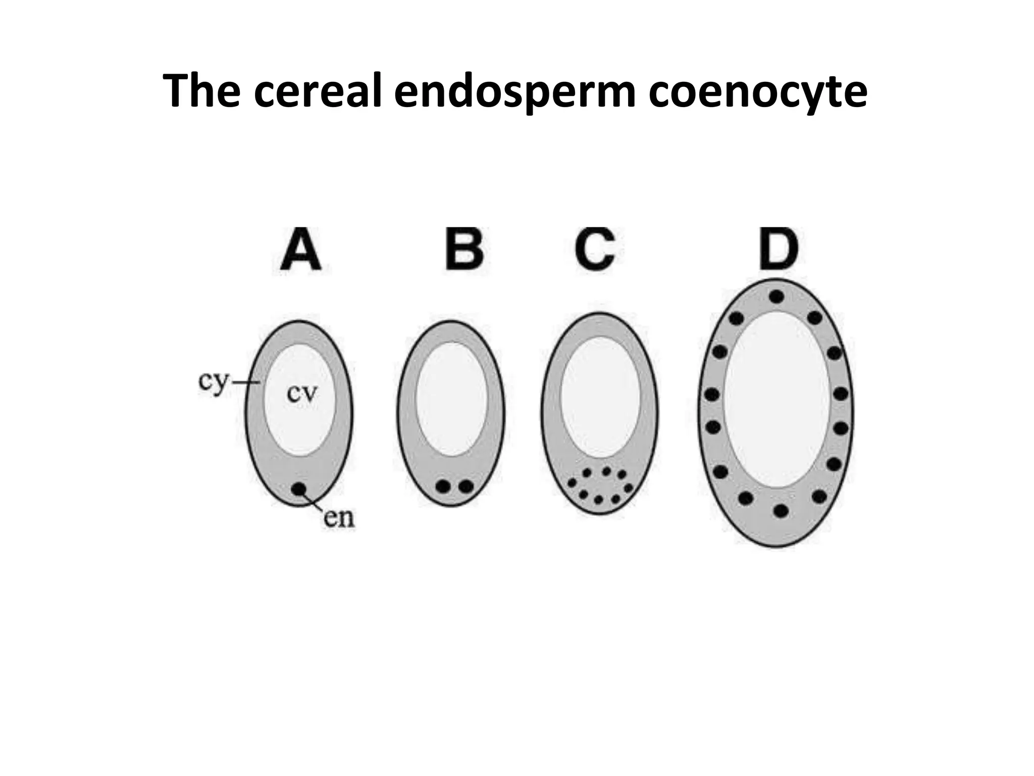 4. Endosperm development_3.pptx with basic terminalogies | PPTX