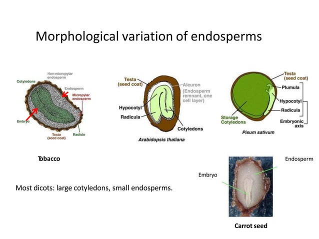 4. Endosperm development_3.pptx with basic terminalogies | PPTX