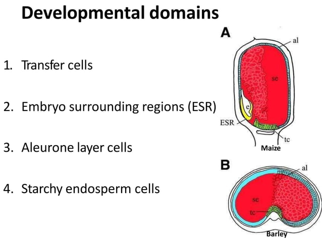 4. Endosperm development_3.pptx with basic terminalogies | PPTX