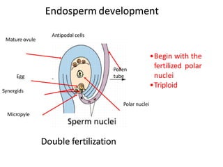 4. Endosperm development_3.pptx with basic terminalogies | PPTX