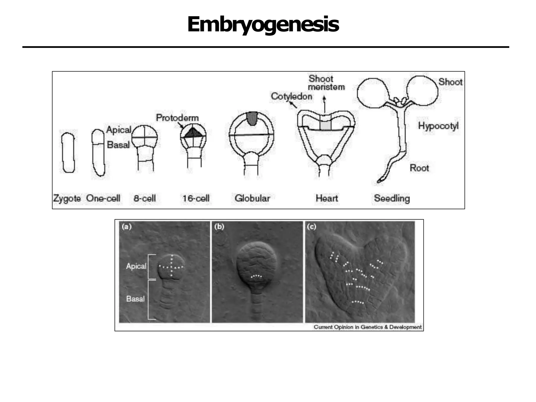 4. Development of Embryo_2.pptx embryo beginning | PPT