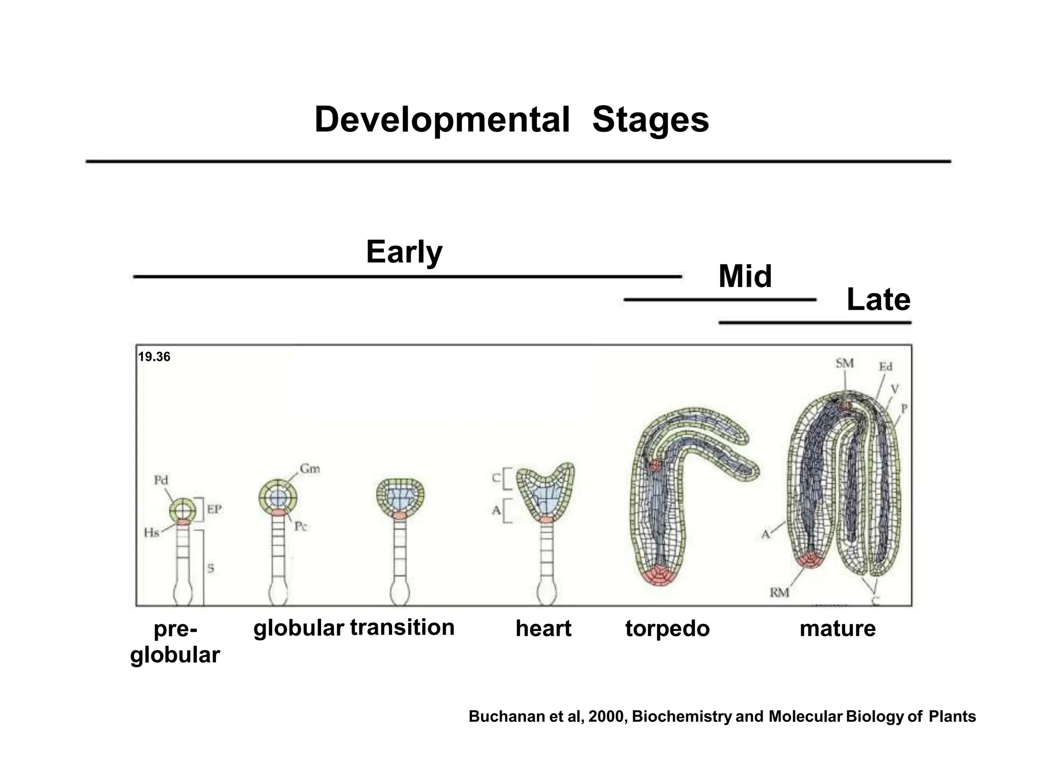4. Development of Embryo_2.pptx embryo beginning | PPT
