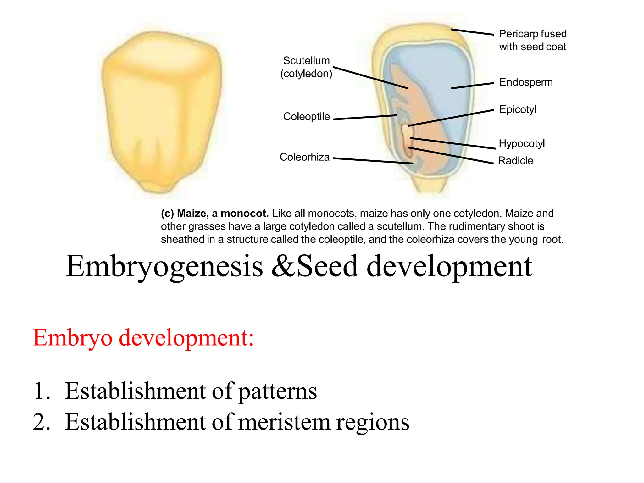 4. Development of Embryo_2.pptx embryo beginning | PPT