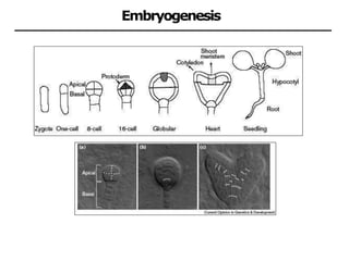 4. Development of Embryo_2.pptx embryo beginning | PPT