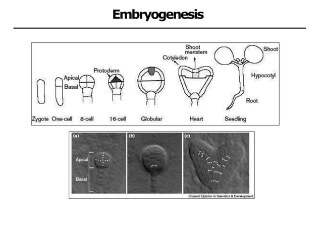 4. Development of Embryo_2.pptx embryo beginning | PPT