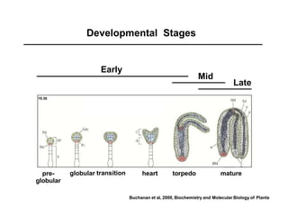 4. Development of Embryo_2.pptx embryo beginning | PPT