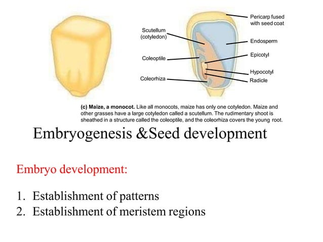 4. Development of Embryo_2.pptx embryo beginning | PPT