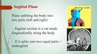2. Anatomy Terms_By Anupam Das | PPT