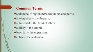 2. Anatomy Terms_By Anupam Das | PPT