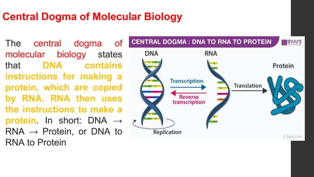 4.0 CENTRAL DOGMA OF MOLLECULAR BIOLOGY V2.pptx
