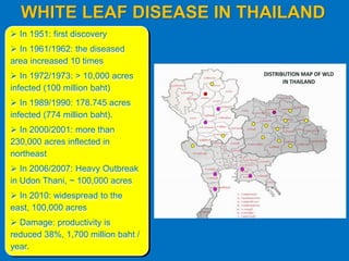 4. An Overview of Sugarcane White Leaf Disease in Vietnam.pdf