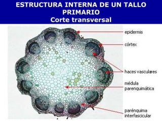 TALLO presentación partes morfilogia estructura | PPTX