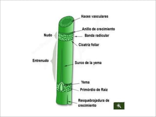 TALLO presentación partes morfilogia estructura | PPTX