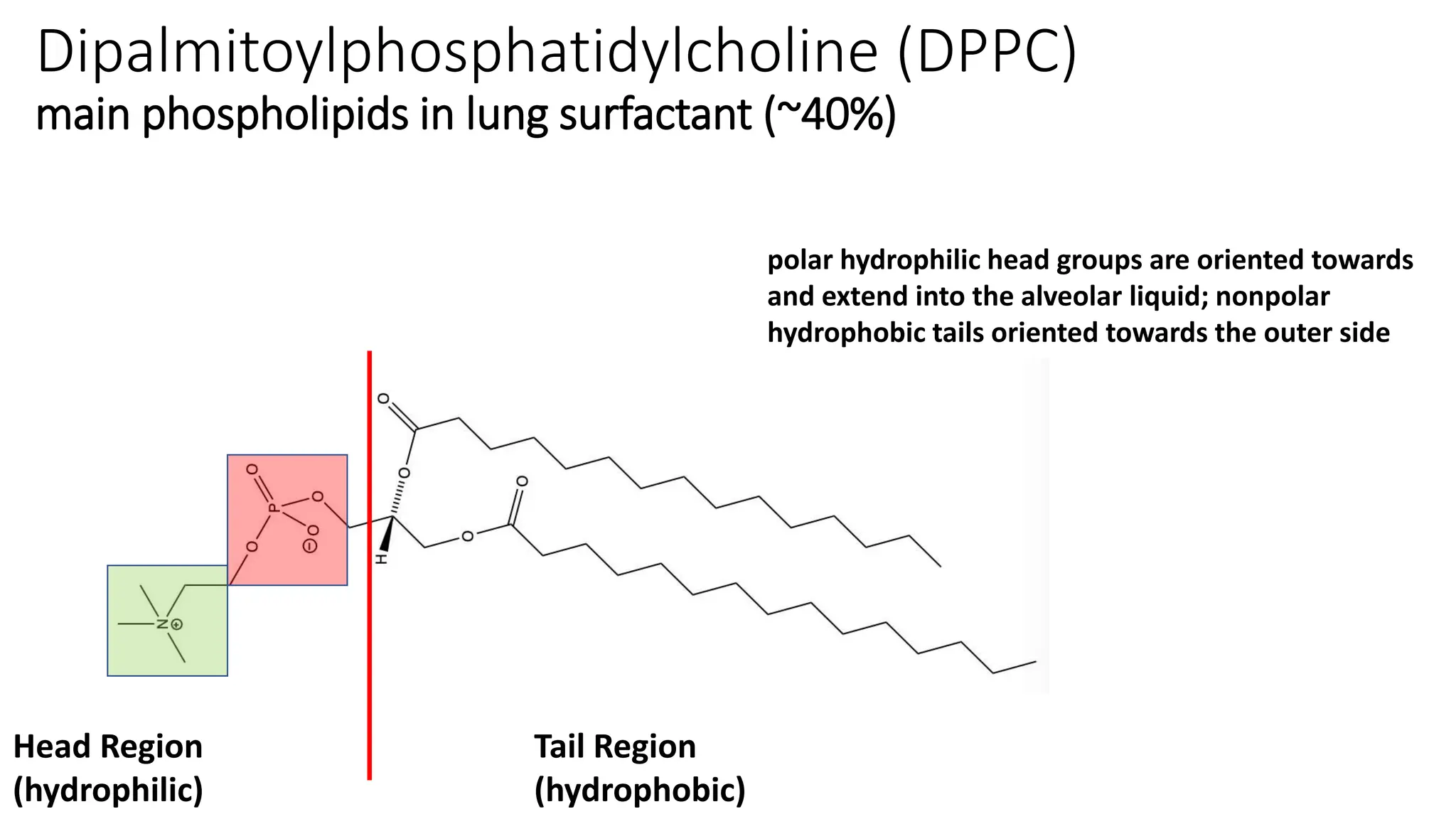Proposal of Examining DPPC lipid monolayer | PPTX