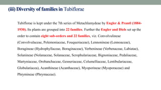 Tubiflorae : Salient features, floral & families diversity with ...