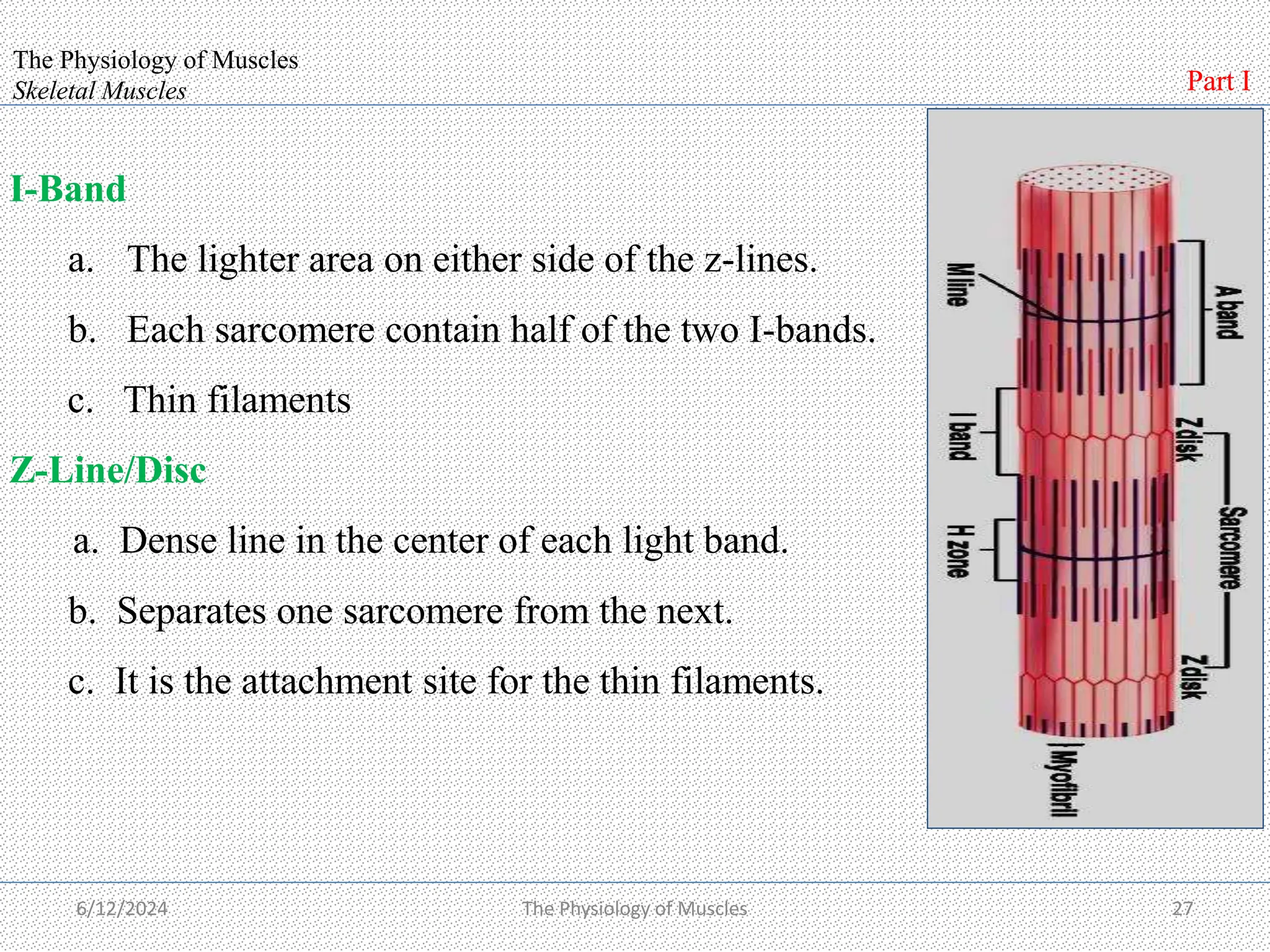 4. Muscle Physiology detail notes and power point | PPTX