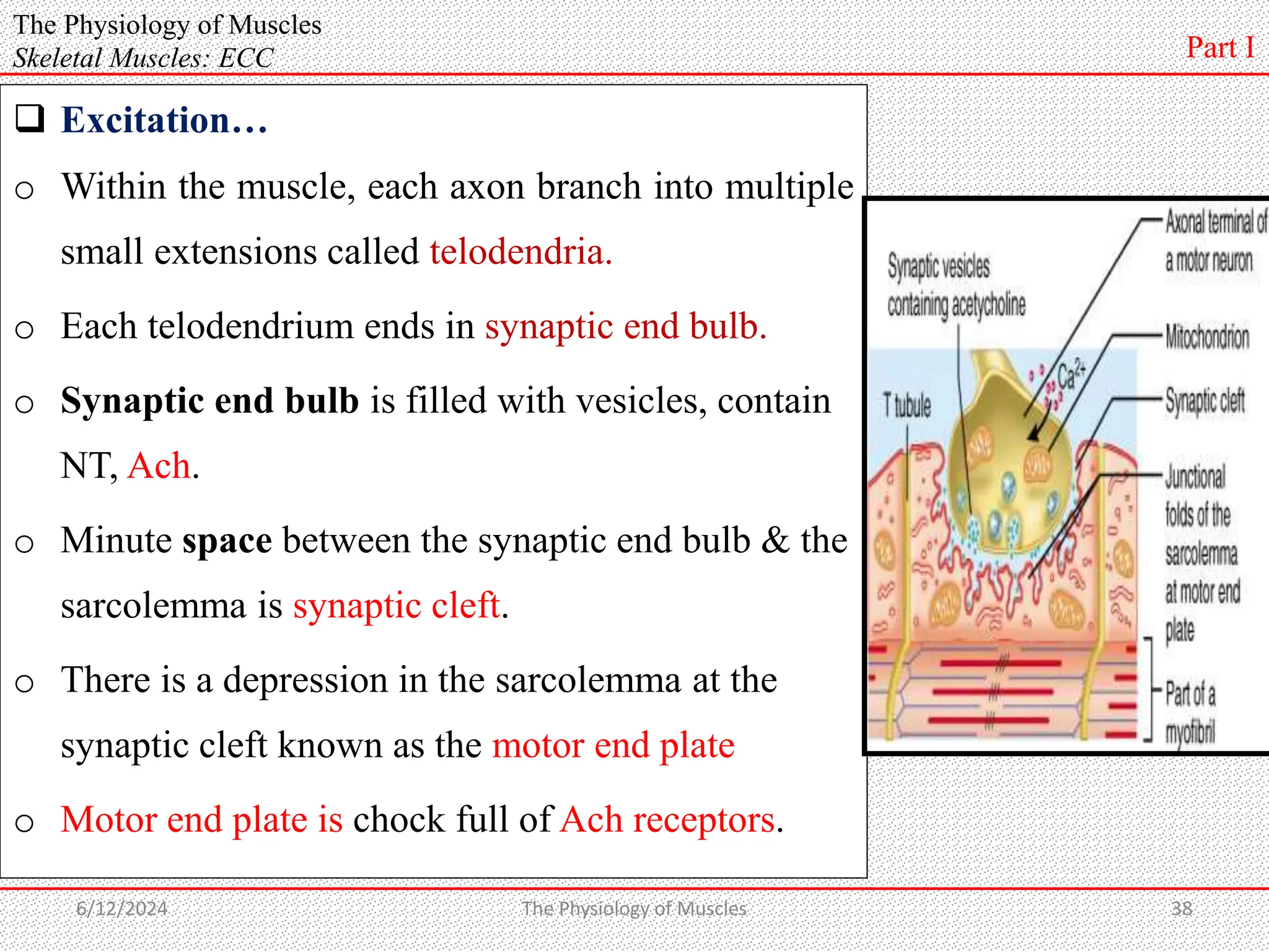 4. Muscle Physiology detail notes and power point | PPTX