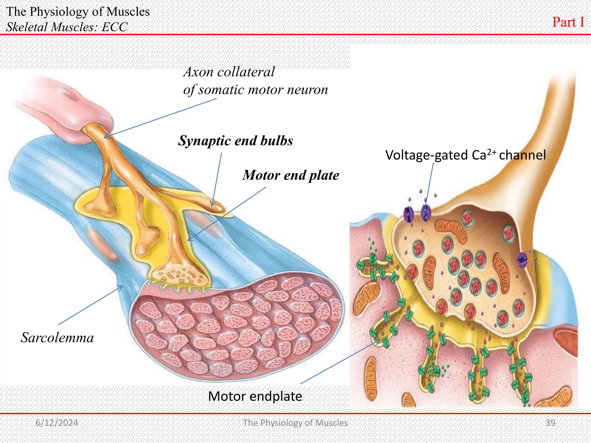 4. Muscle Physiology detail notes and power point | PPTX