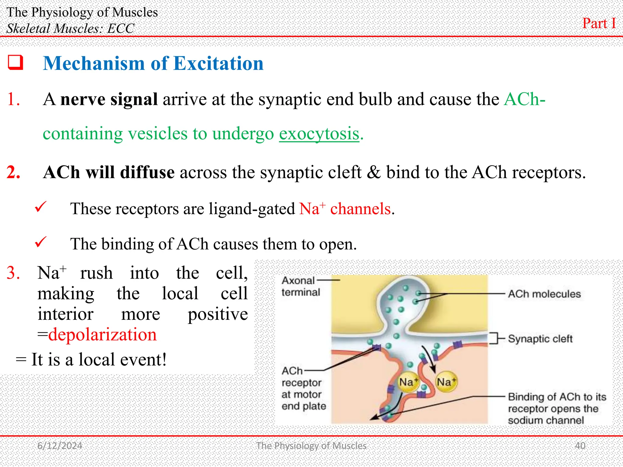 4. Muscle Physiology detail notes and power point | PPTX