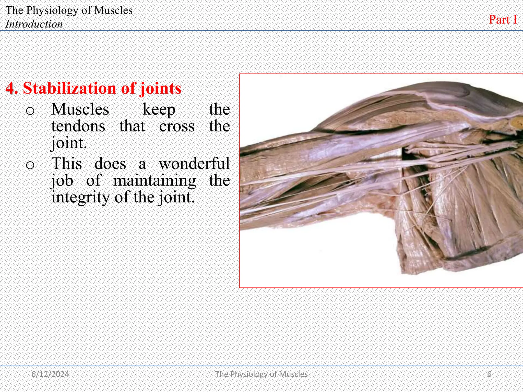 4. Muscle Physiology detail notes and power point | PPTX