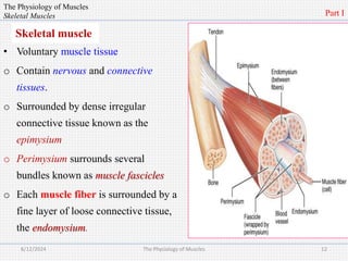 4. Muscle Physiology detail notes and power point | PPTX