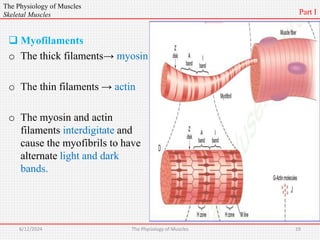 4. Muscle Physiology detail notes and power point | PPTX
