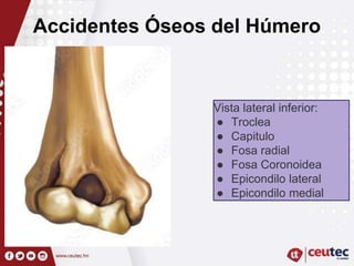 4.Huesos de la Cintura Escapular y Miembro Superior.pptx