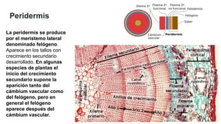 4. EL CRECIMIENTO PRIMARIO Y SECUNDARIO.pdf