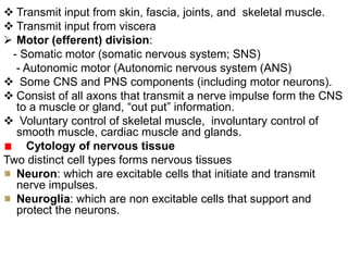4. Nervous system ppt..ppt which important | PPT