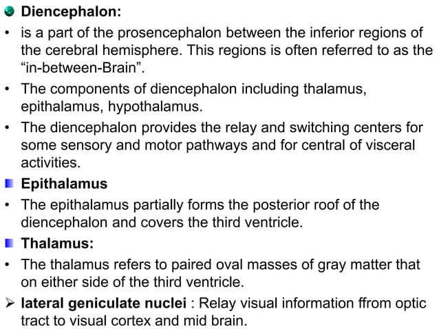 4 Nervous System Ppt Ppt Which Important Ppt
