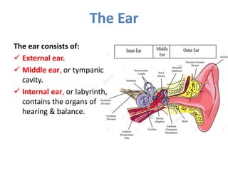 4._The_Ear_3 and all the anantomy of it.pdf