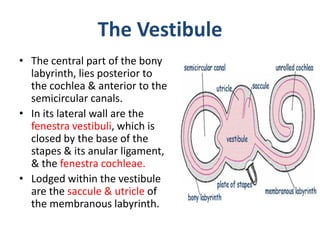 4._The_Ear_3 and all the anantomy of it.pdf