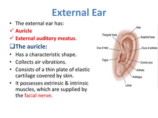 4._The_Ear_3 and all the anantomy of it.pdf