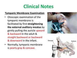 4._The_Ear_3 and all the anantomy of it.pdf