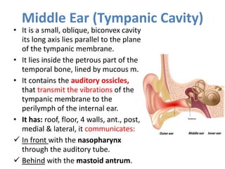 4._The_Ear_3 and all the anantomy of it.pdf