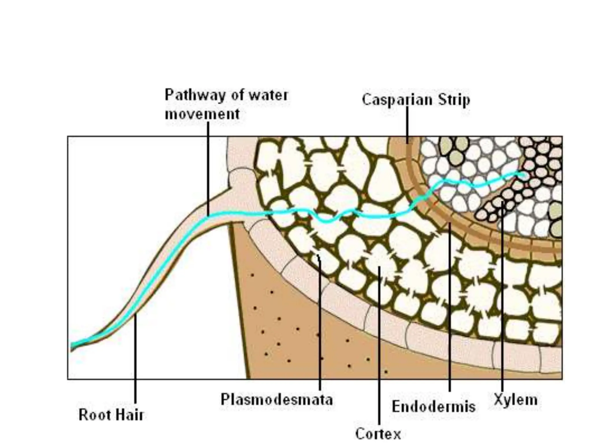4. Mechanism of water absorption, Factors affecting water absorption-.pptx