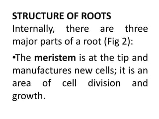 4. Mechanism of water absorption, Factors affecting water absorption ...