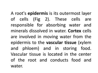 4. Mechanism of water absorption, Factors affecting water absorption-.pptx