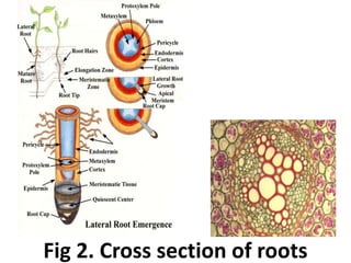 4. Mechanism of water absorption, Factors affecting water absorption-.pptx