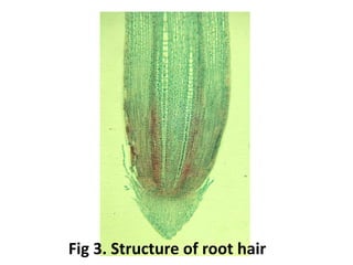 4. Mechanism of water absorption, Factors affecting water absorption-.pptx