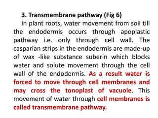 4. Mechanism of water absorption, Factors affecting water absorption-.pptx