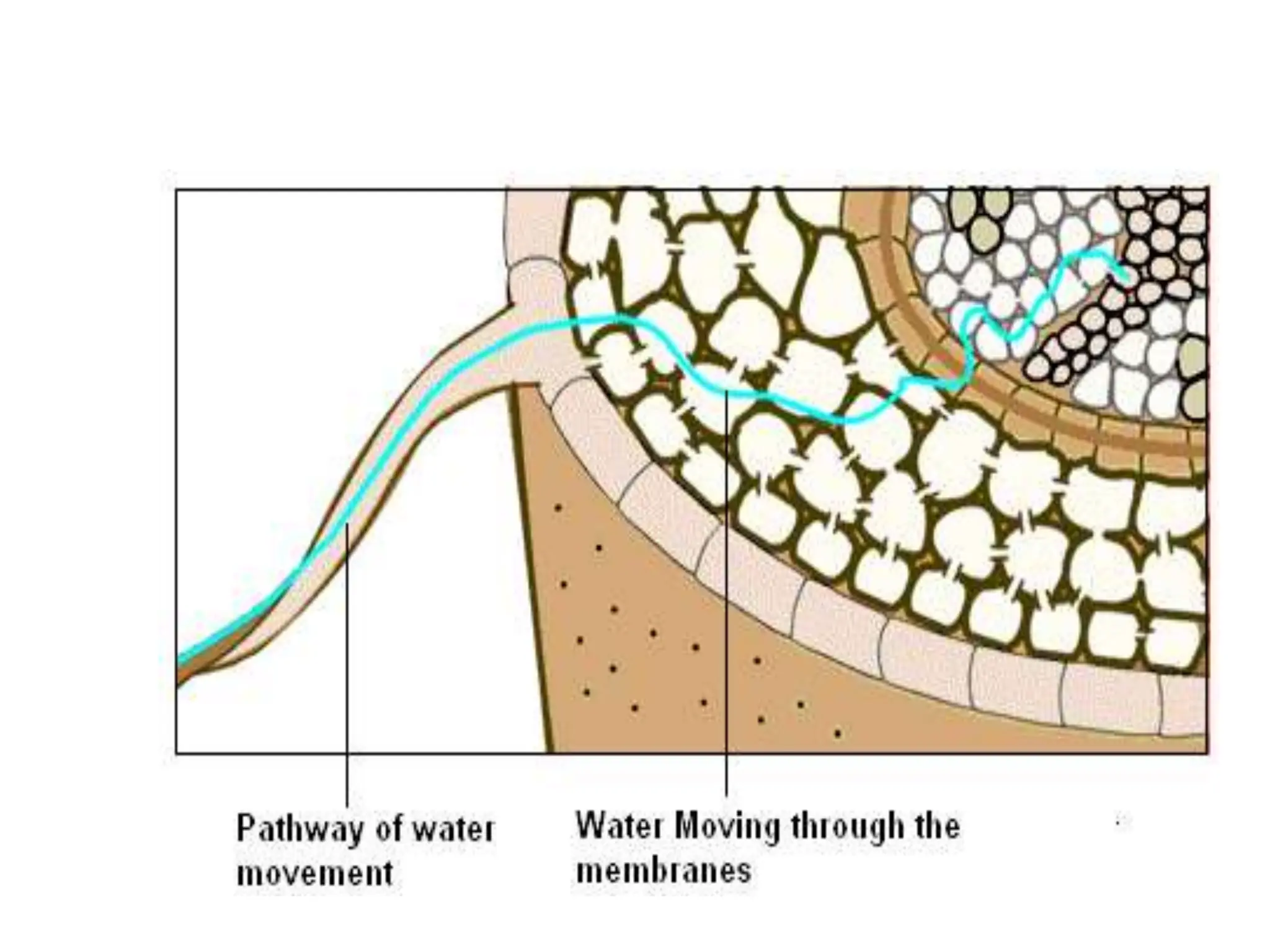 4. Mechanism of water absorption, Factors affecting water absorption-.pptx