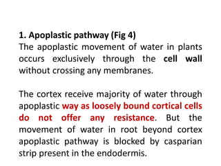 4. Mechanism of water absorption, Factors affecting water absorption-.pptx
