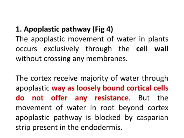 4. Mechanism of water absorption, Factors affecting water absorption-.pptx