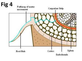 4. Mechanism of water absorption, Factors affecting water absorption-.pptx