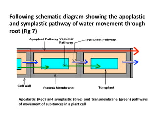 4. Mechanism of water absorption, Factors affecting water absorption-.pptx